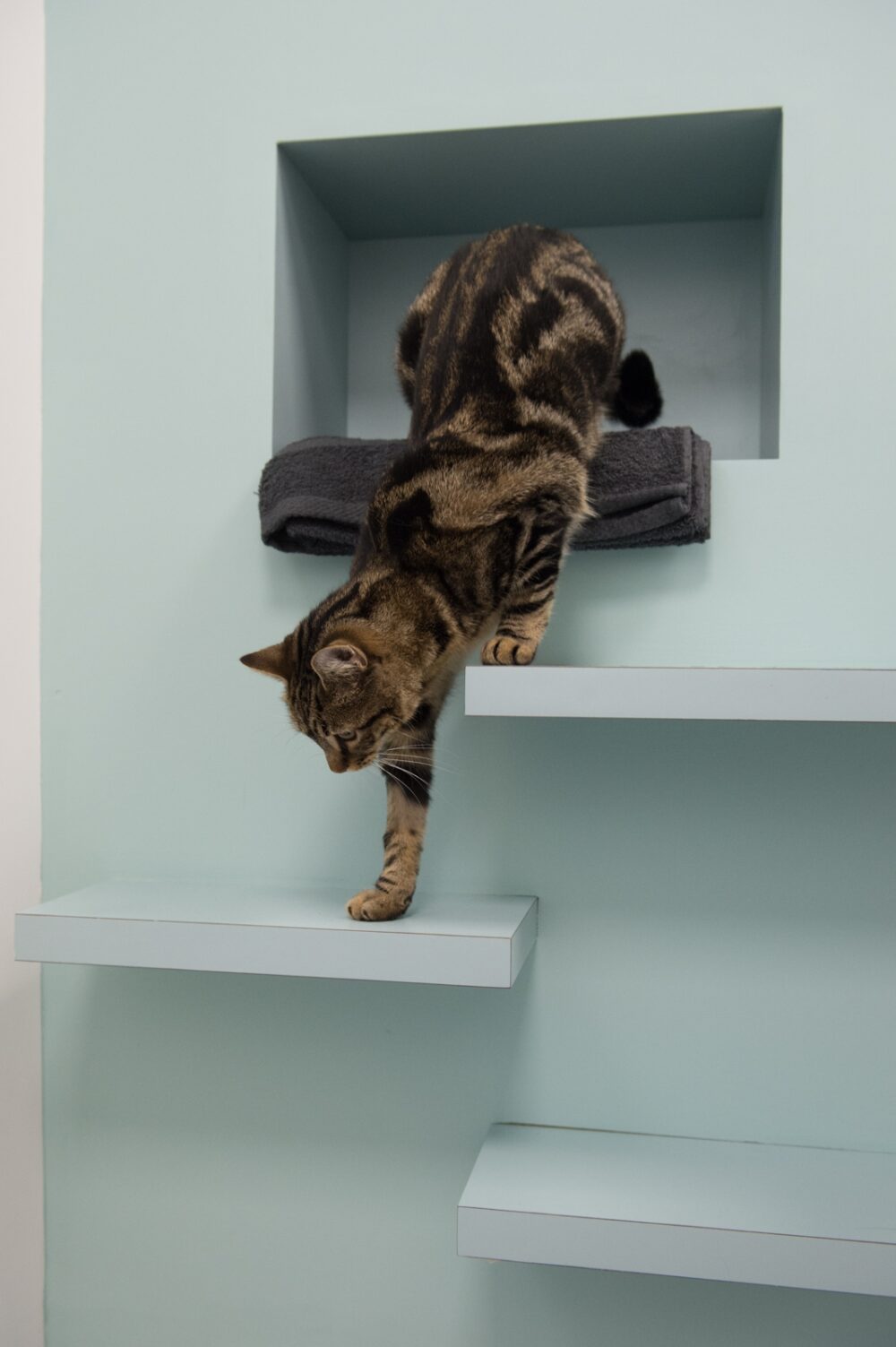 The London Cat Clinic – Gort Scott