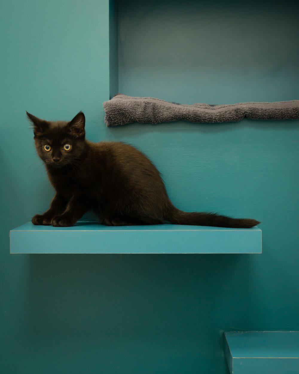 The London Cat Clinic – Gort Scott