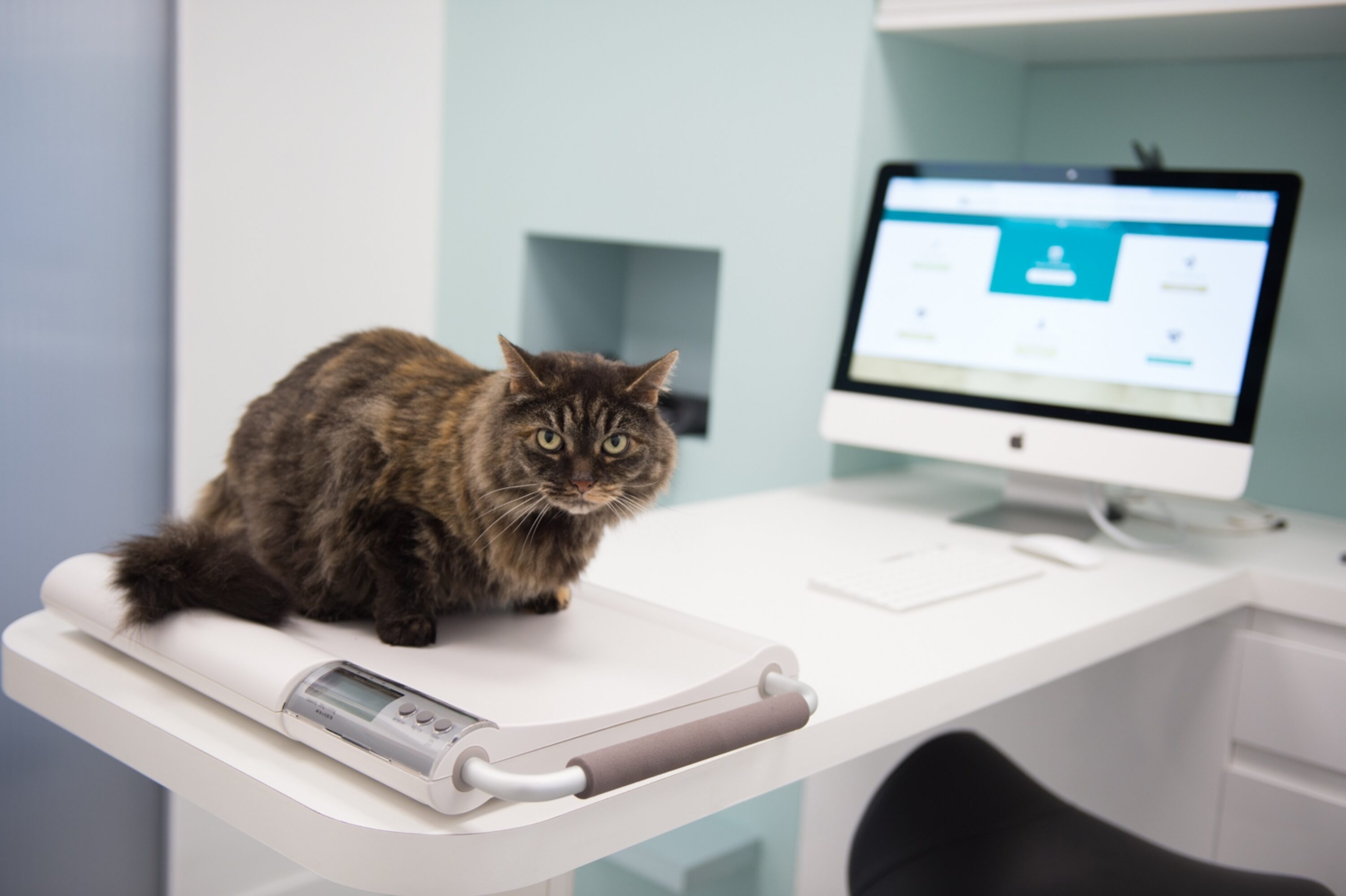 The London Cat Clinic – Gort Scott